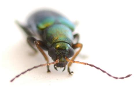 Beetle Aspirated From Ceanothus Integerrimus Scelolyperus Bugguidenet