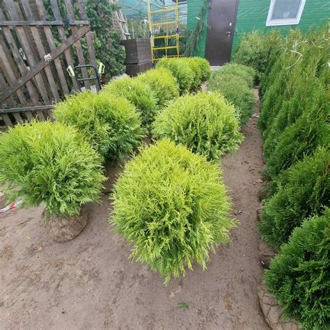 Туя западная Глобоза Ауреа | Thuja occidentalis Globosa Aurea 60-80 см