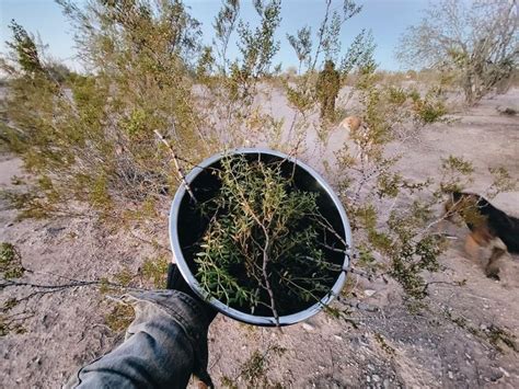 Thorn And Root On Instagram “~chaparral Oil In The Crock~ Larrea Tridentata Chaparral