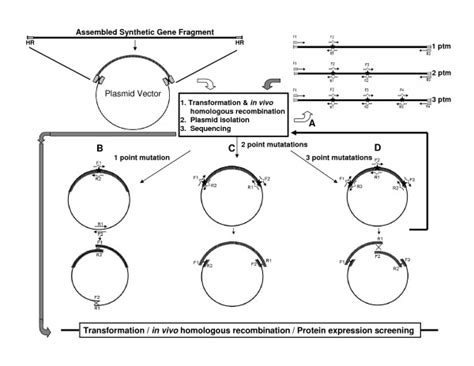 Scheme Of Error Correction Using Coupled Methods Of Site Directed