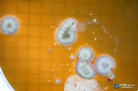 손에 있는 세균 검사하기 한천배지핸드플레이트 세균배양검사 초등과학 네이버 블로그