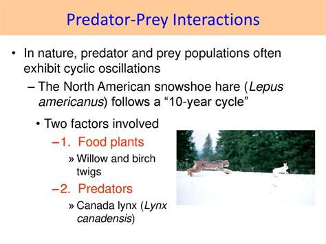 Predation Lecture Ppt Download