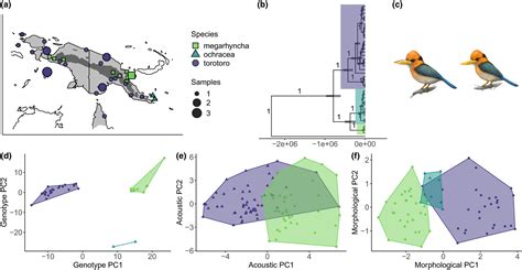 Allopatric Speciation Finches