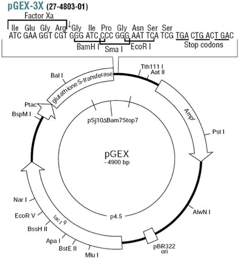 Pgex 3x 北京华越洋生物