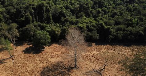 La Deforestación En La Amazonía Brasileña Alcanzó Un Nivel Récord En El