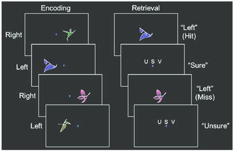 Experimental Paradigm Left During Encoding Participants Viewed Download Scientific Diagram