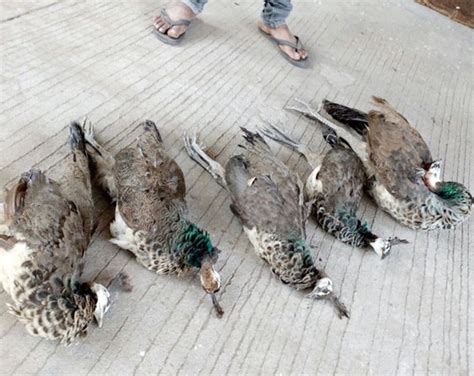 Peacock Hunter Active Hunter Caught Again With Dead Peacock मोर के