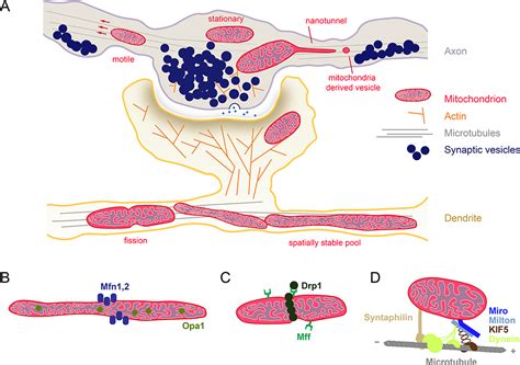 Powerhouse Of The Mind Mitochondrial Plasticity At The Synapse