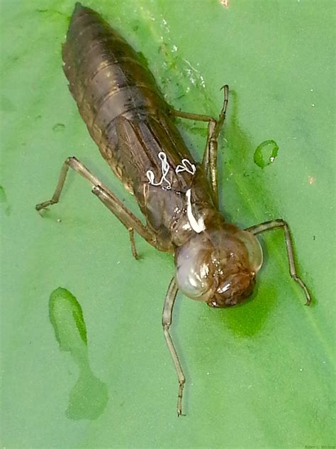 Dragonfly Nymph Shell By Robmitchem On Deviantart