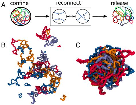 Topological Gelation Of Reconnecting Polymers Pnas