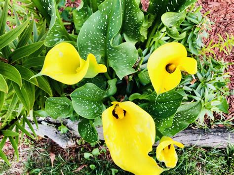 칼라 릴리calla Lily 꽃