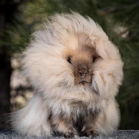 Full Grown Lionhead Rabbit