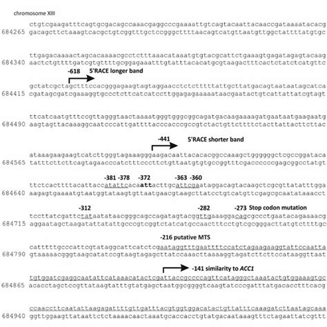 Schematic Depiction Of Location Of The Introduced Stop Codons For Stop