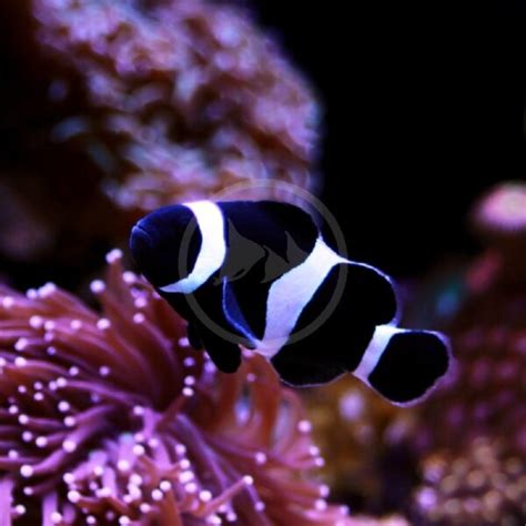 Clown Black Ocellaris Breeding Pair Captive Bred Amphiprion Ocellaris