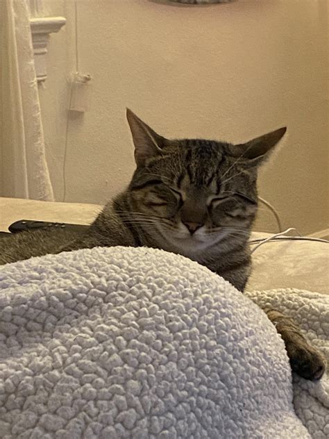 Enjoying My Day Off With This Lazy Guy R Tabby