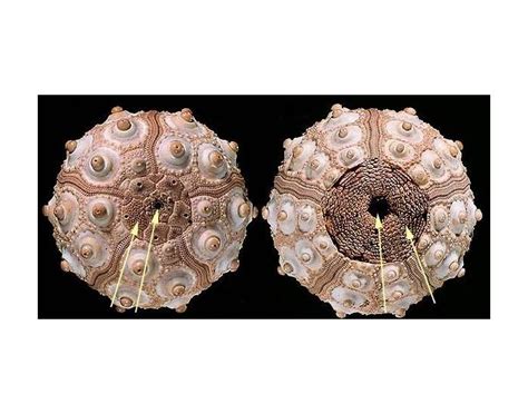 Echinoid Morphology Quiz
