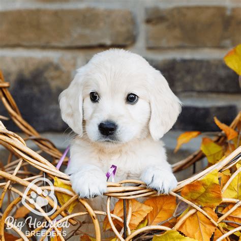 Golden Retriever Miniature Mini Golden Retriever Dog Breed Health