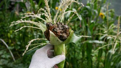 Fusarium Wilt Treatment Control And Prevention Tips
