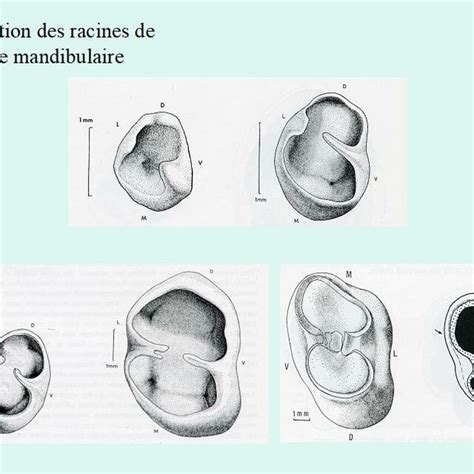 Formation Of A Mandibular Molar Download Scientific Diagram