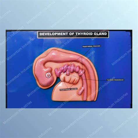 Fiberglass Thyroid Development Model At ₹ 4140piece In Ambala Id