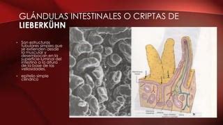 Histologia Del Sistema Digestivo Pdf