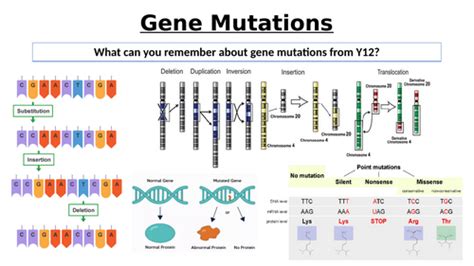 A Level Aqa Biology Gene Mutations Teaching Resources