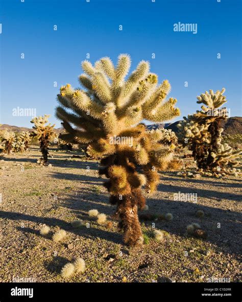 Teddy Bear Cholla Cactus Cylindropuntia Bigelovii Joshua Tree