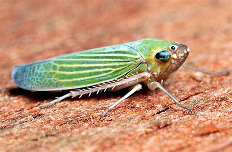 Xyphon Flaviceps BugGuide Net