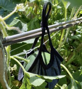 People Are Making Watermelon Slings To Help Their Watermelons Grow And