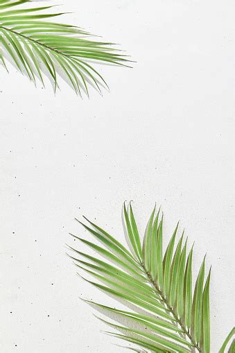 야자수 잎과 그림자가 있는 흰색 배너 최소한의 조명 배경 야자 잎과 빈 장소가있는 구성 트렌디 한 벽지 흰색 콘크리트 배경과 야자수는 그림자를 남깁니다 0명에 대한 스톡