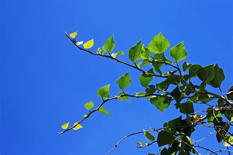 여자 이름 가지 나뭇잎 Pixabay의 무료 사진