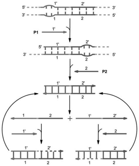 Method For Amplifying And Detecting Nucleic Acid And Kit Eureka Patsnap