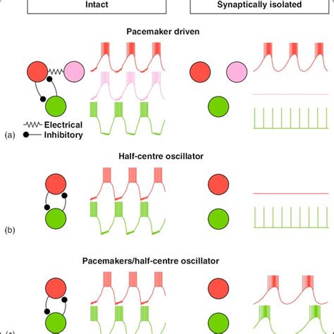 Pdf Central Pattern Generators