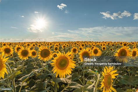 해바라기와 식물성 기름에 대한 광고의 사진 해바라기 밭과 초원 태양 광선과 함께 큰 피는 해바라기 새싹이있는 배경과 스크린 세이버 해바라기 씨앗 흙에 대한 스톡 사진 및