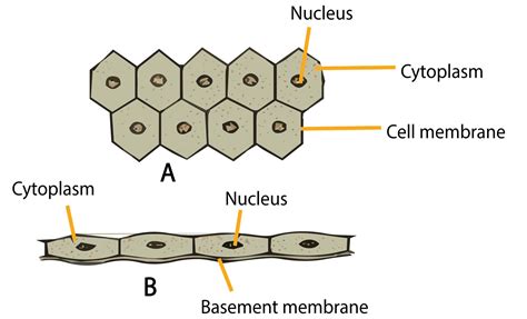 Epithelial Cell Diagram Epithelia The Histology Guide A Schematic Diagram Highlighting The