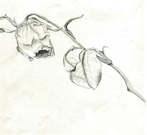 Drawing Of A Dying Rose At Getdrawings Free Download