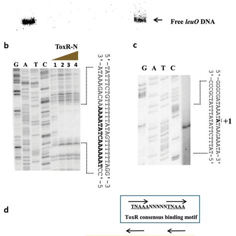 Isothermal Titration Calorimetric Analysis Shows Binding Between The Download Scientific
