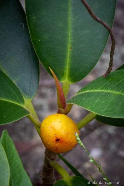 Ficus Rubignosa Nb Plant Areas
