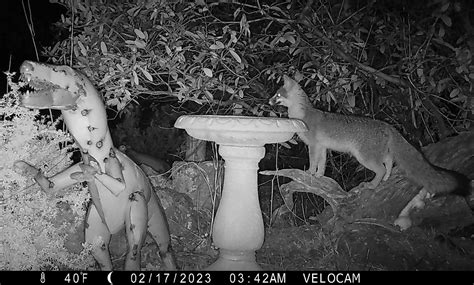 Beth Pratt Bethpratt Twitter