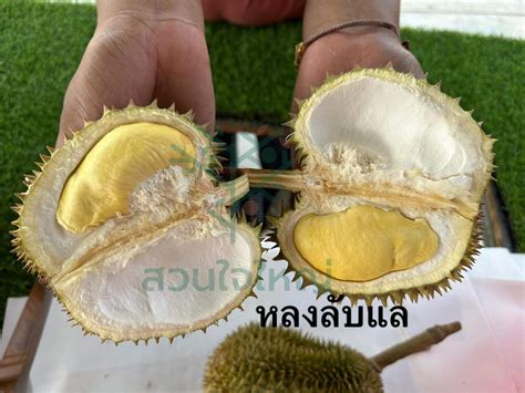 ทุเรียนหลงลับแลอุตรดิตถ์ Gi จังหวัดอุตรดิตถ์