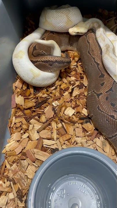 Snake Sex Breeding Ball Pythons Youtube