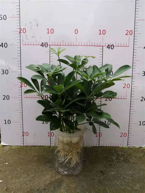 如意批发 广东广州花都区如意 18 00元 棵水培红颜 一亩田