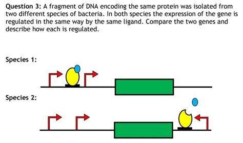 Solved Question A Fragment Of DNA Encoding The Same Chegg