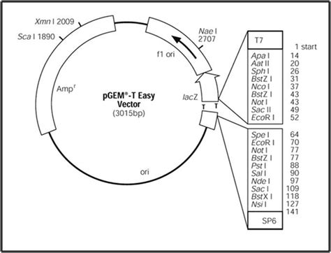 2 Map Of Pgem® T Easy Transformation Vector Download Scientific Diagram