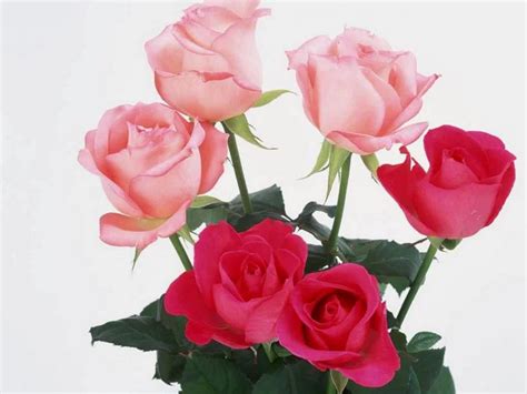 Обои цветы букет розы на рабочий стол