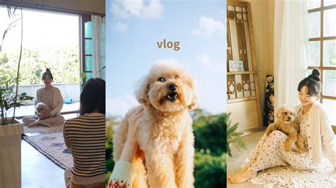 Vlog 일상 브이로그 🍊갑자기 강아지랑 제주도에서 스냅촬영한 이유 제주를 여행할 계획이라면 꼭 보세요10분동안 영상미