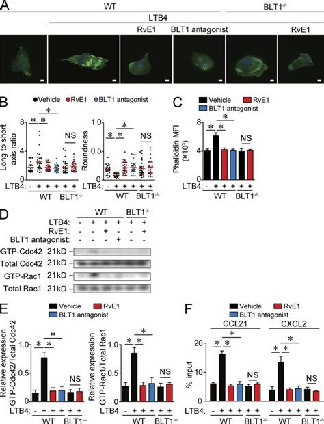 Actin Filament Reorganization By Ltb4 Blt1 Signaling In Dcs A