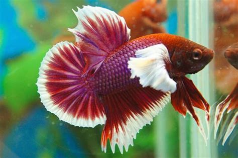 Dumbo Salamander Plakat Db C Anh Betta