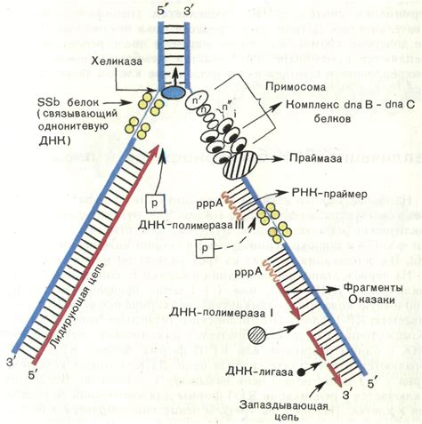 6 5 4 1 Репликация редупликация самоудвоение днк