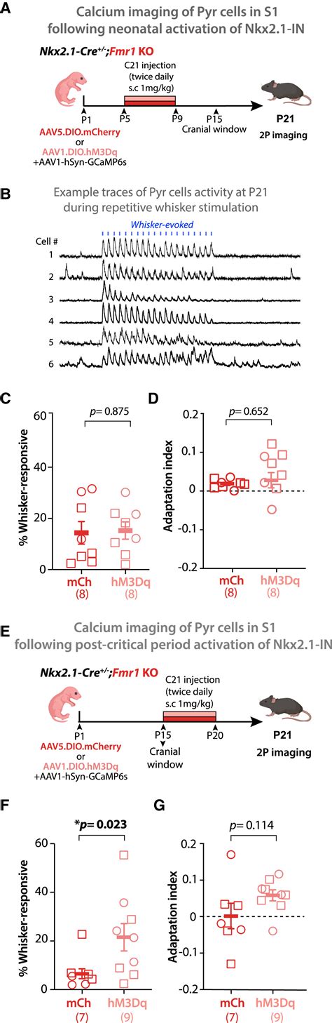improvement of sensory deficits in fragile x mice by increasing